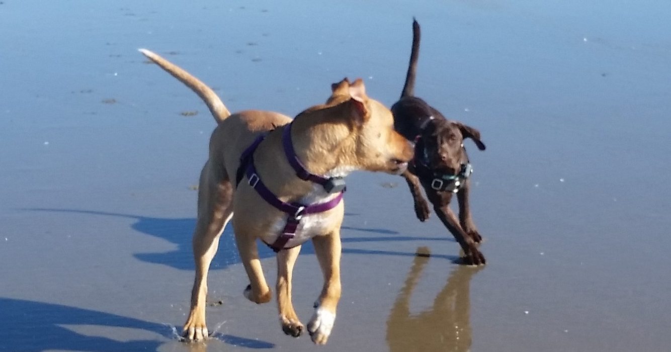 Why Decompression Walks – Pawesome Pet Services