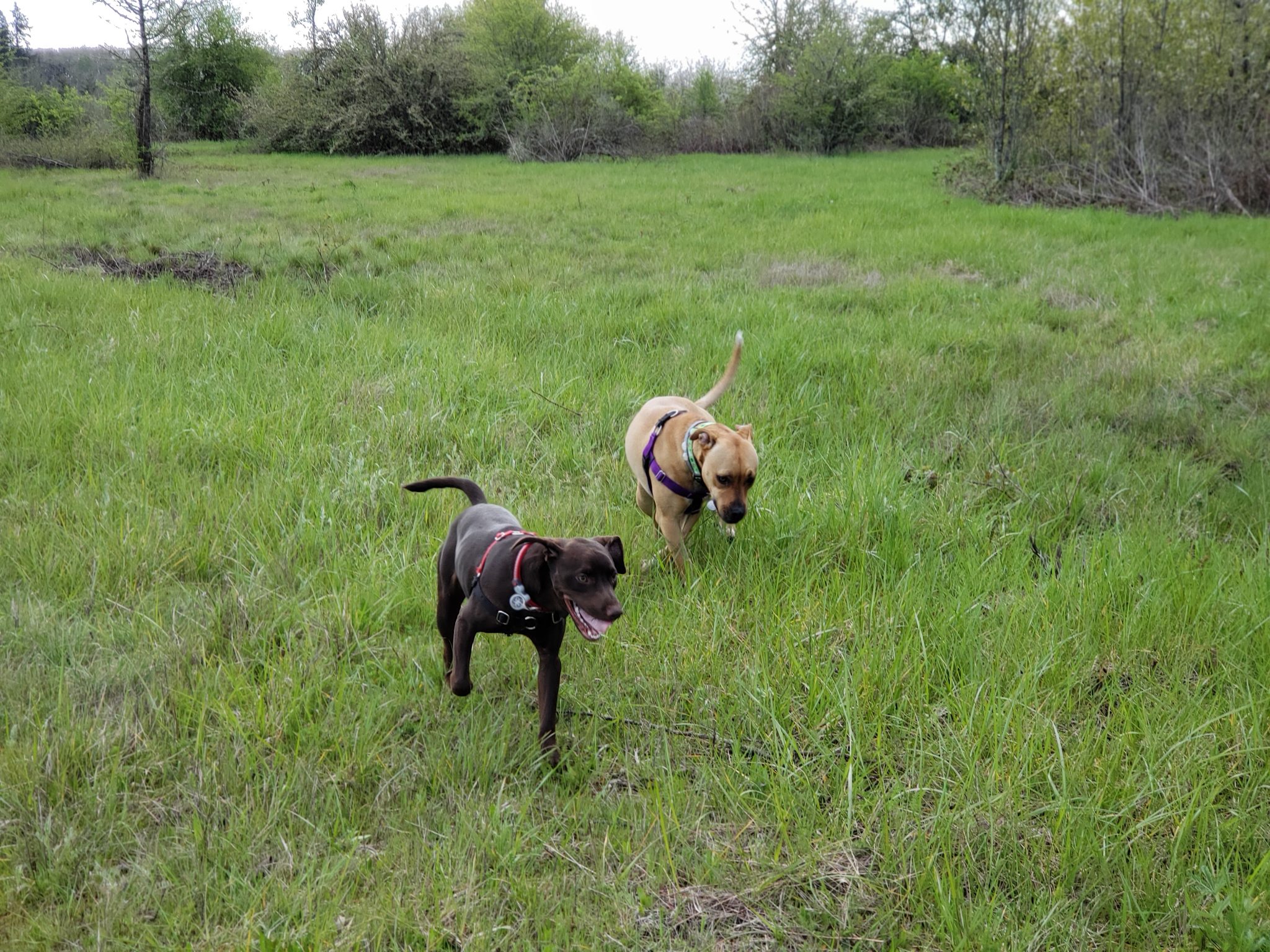 Why Decompression Walks – Pawesome Pet Services