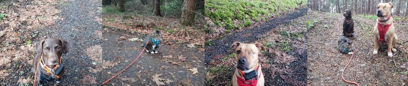 What Is Reinforcement: Ask Your Pet – Pawesome Pet Services