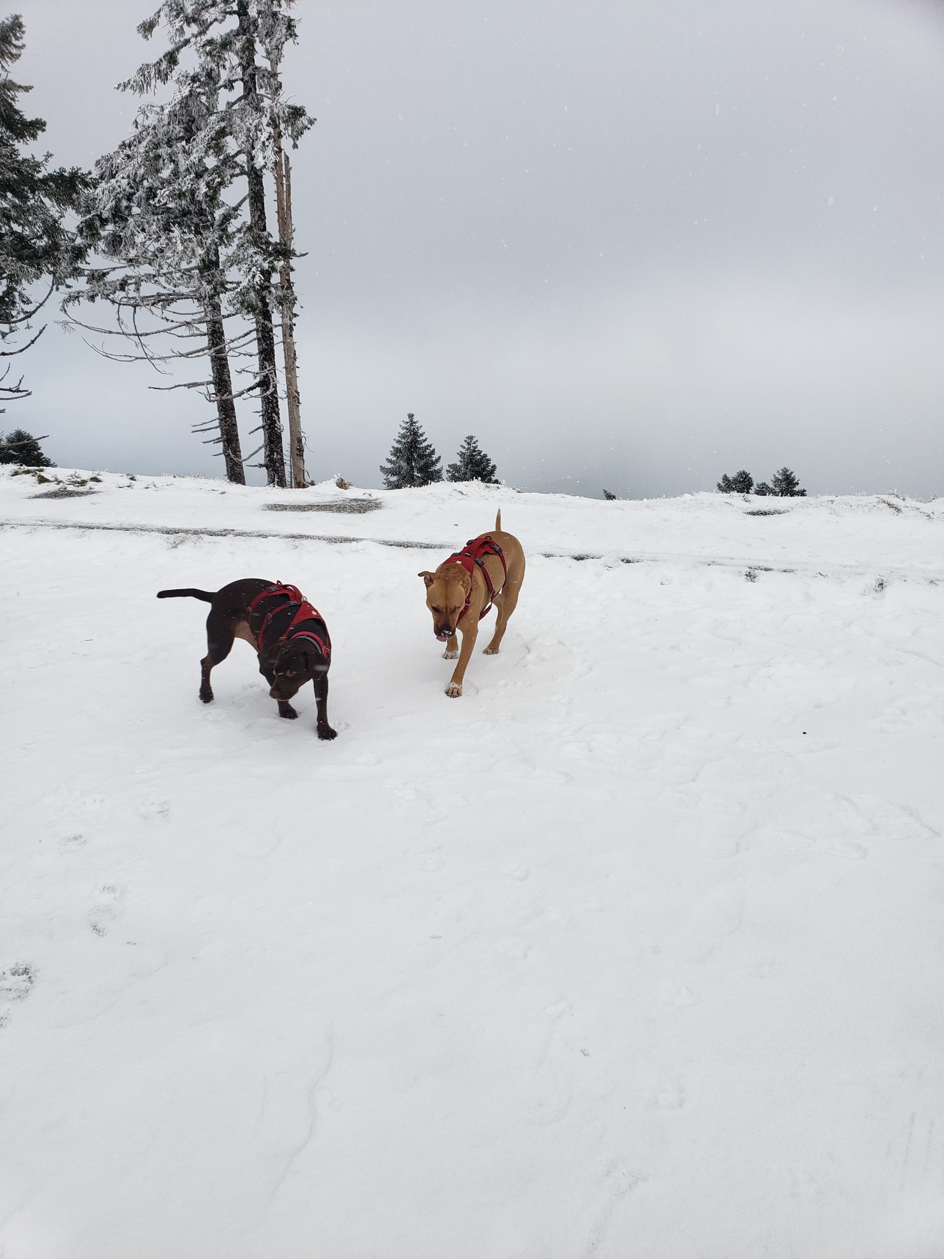 Why Decompression Walks – Pawesome Pet Services