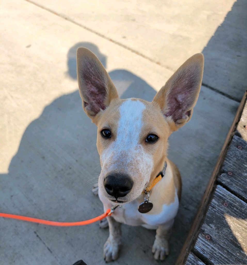 Testimonials – Pawesome Pet Services