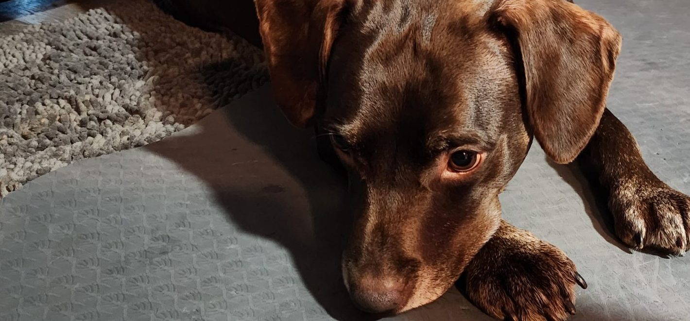 Pawesome Pet Services – Dog and Cat Training