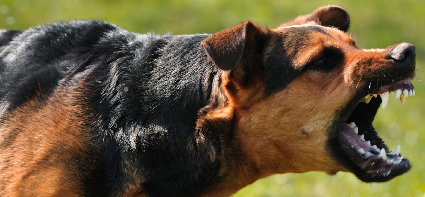 Pawesome Pet Services – Dog and Cat Training